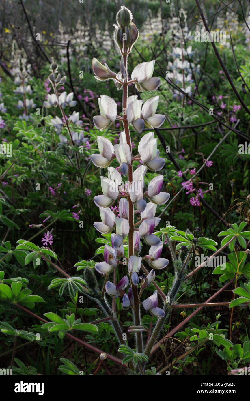white purple field turmus Stock Photo - Alamy