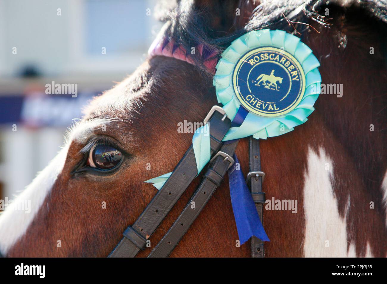 Horses, riders, and owners are blessed and celebrated at Rosscarbery's ...