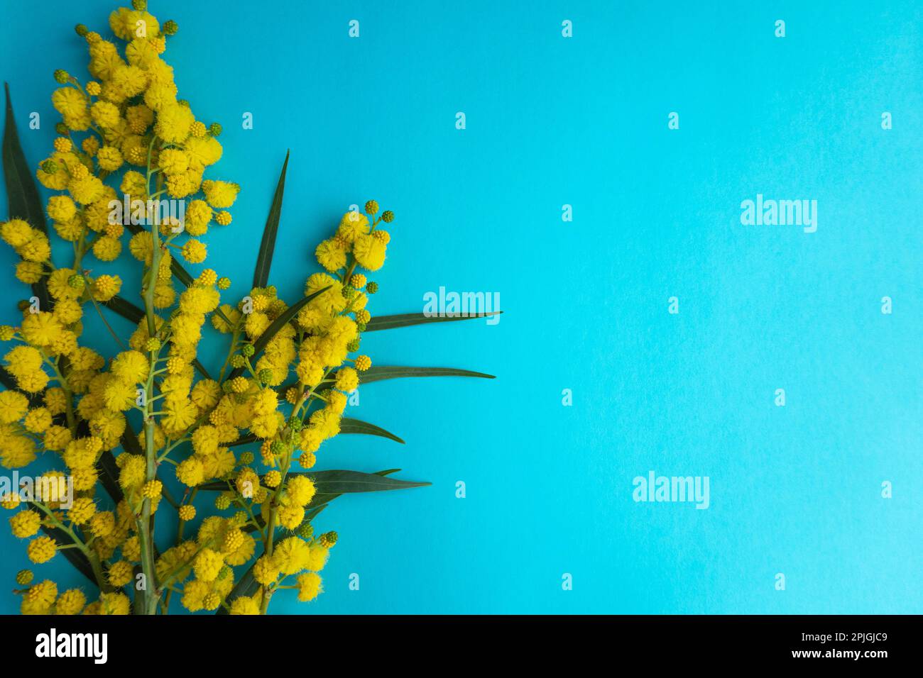 Yellow blooming acacia branch on light blue background. Top view to ...