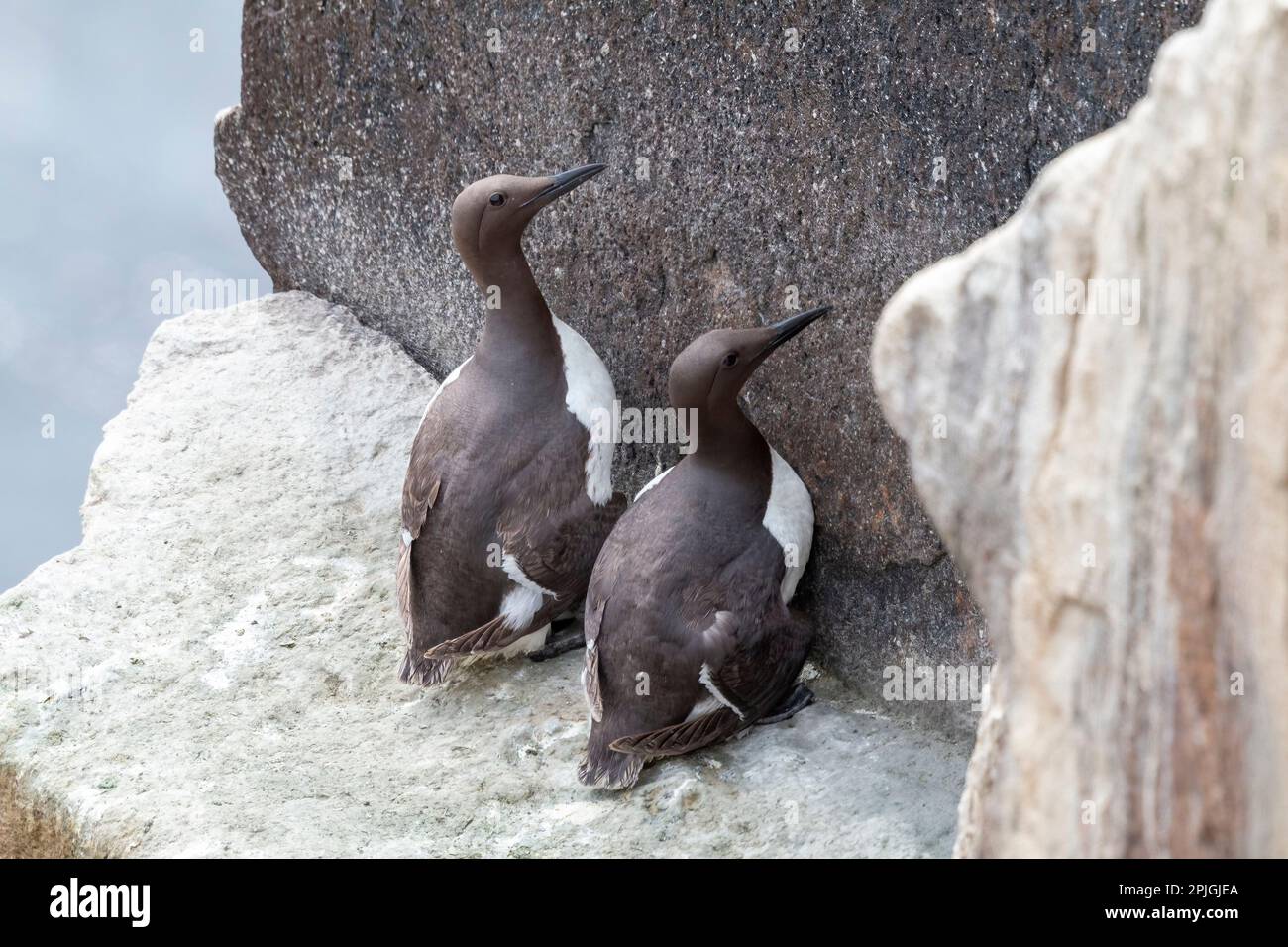The common murre or common guillemot (Uria aalge) in Ireland Stock ...