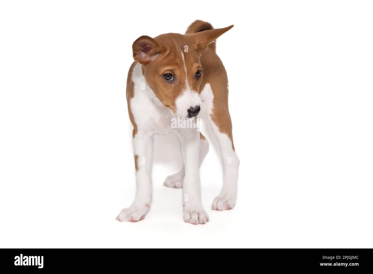 Funny basenji puppy, on a white background Stock Photo - Alamy