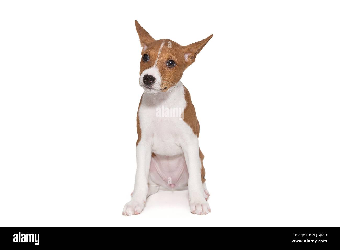 Tricolor Basenjis Y Rojo