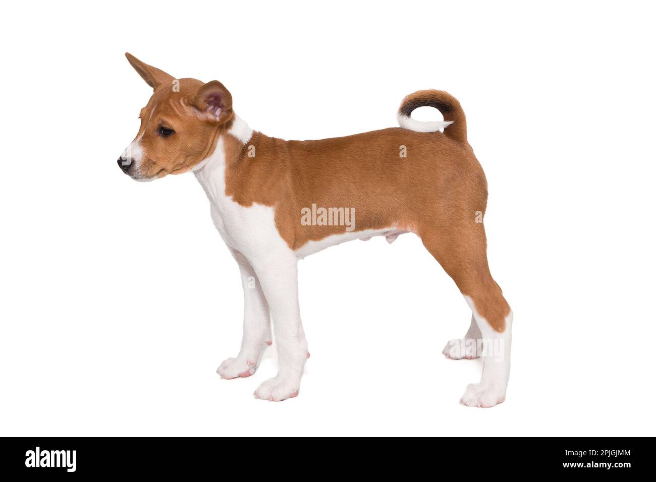 Small basenji breed puppy side view, isolated on a white background ...