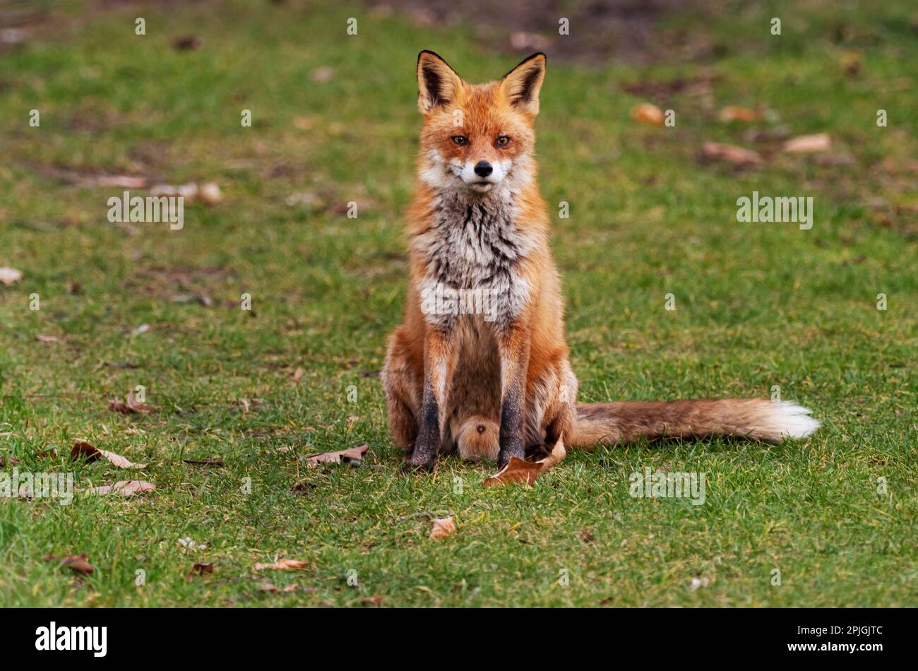 Berlin, Germany. 01st Mar, 2023. 01.03.2023, Berlin. A male fox (Vulpes ...