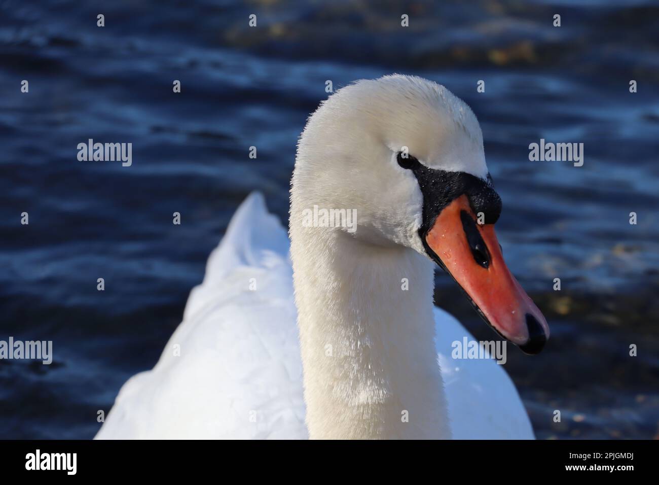 Schmetterling fliege hi-res stock photography and images - Alamy