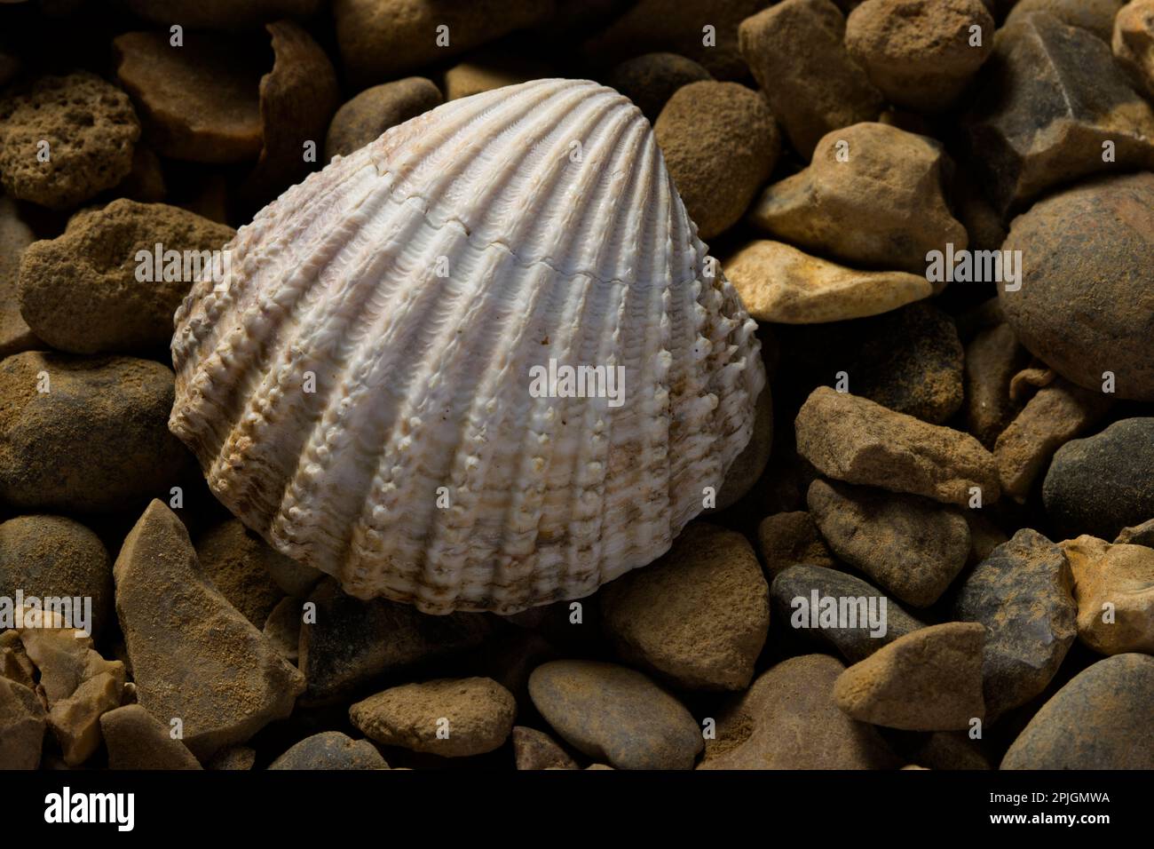 Cockle shell beach hi-res stock photography and images - Alamy