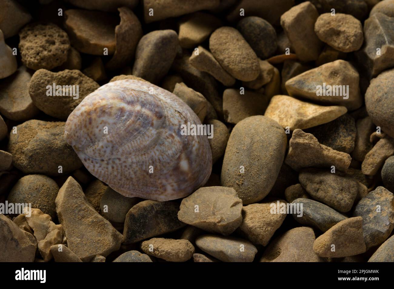 Slipper Limpet Shell Crepidula fornicata Stock Photo - Alamy