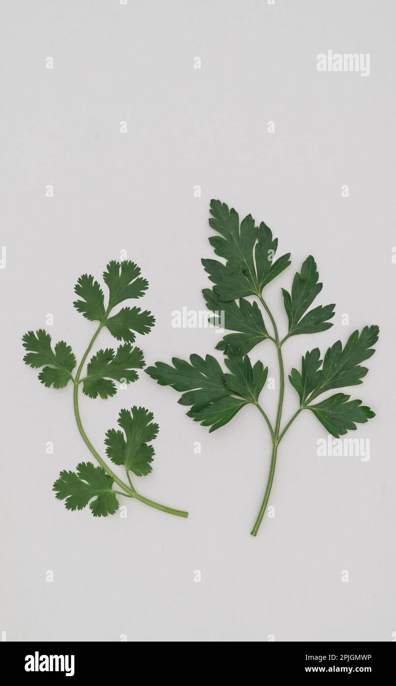 Top of view of one fresh coriander and one parsley branch on isolated ...