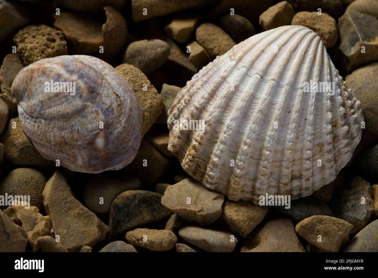 Slipper shell hi-res stock photography and images - Alamy