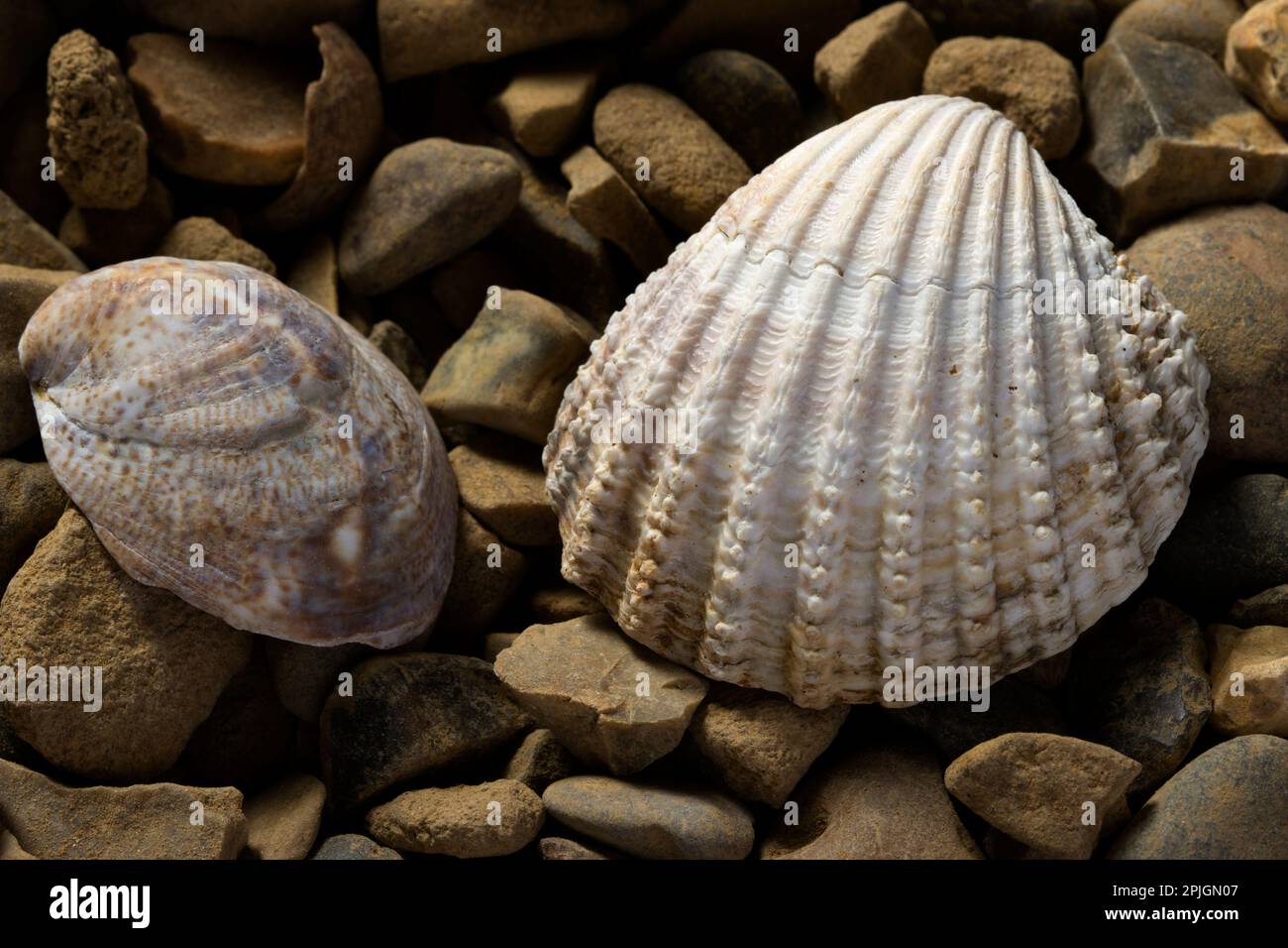 Cockle Shell and Slipper Limpet Shell Stock Photo - Alamy