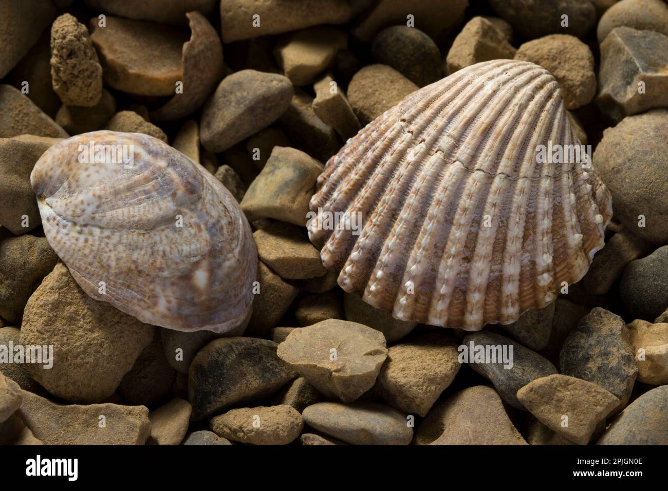 Cockle Shell and Slipper Limpet Shell Stock Photo - Alamy