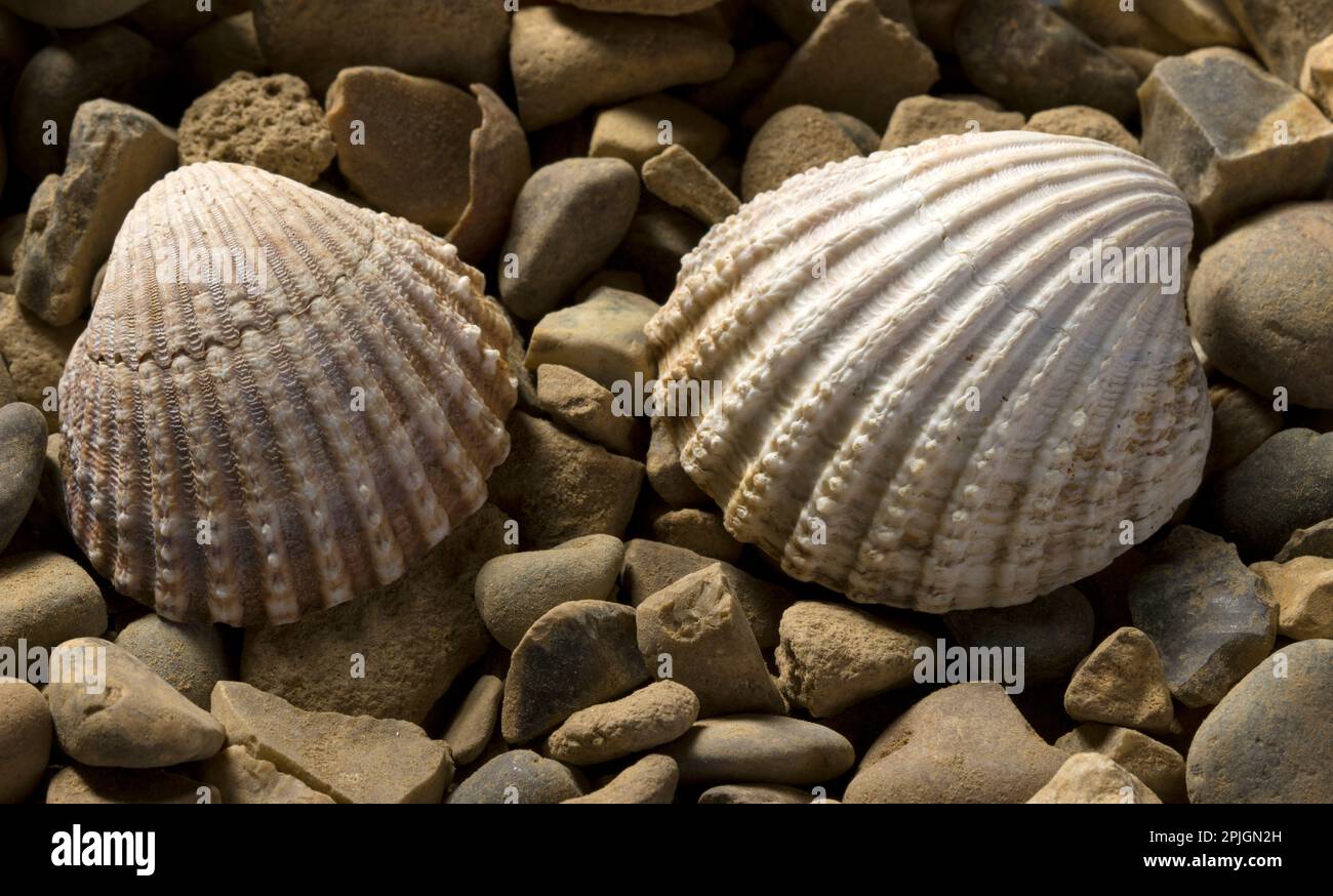 Natural history of british shells hi-res stock photography and images ...