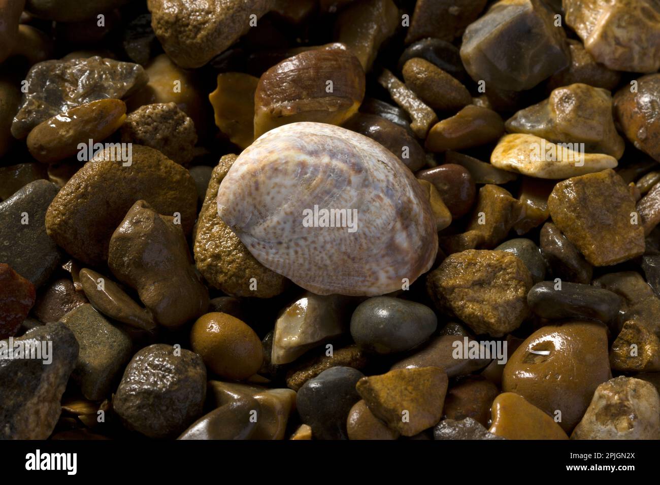 Slipper Limpet Shell Crepidula fornicata Stock Photo - Alamy Slipper Limpet Shell Crepidula fornicata Stock Photo - Alamy