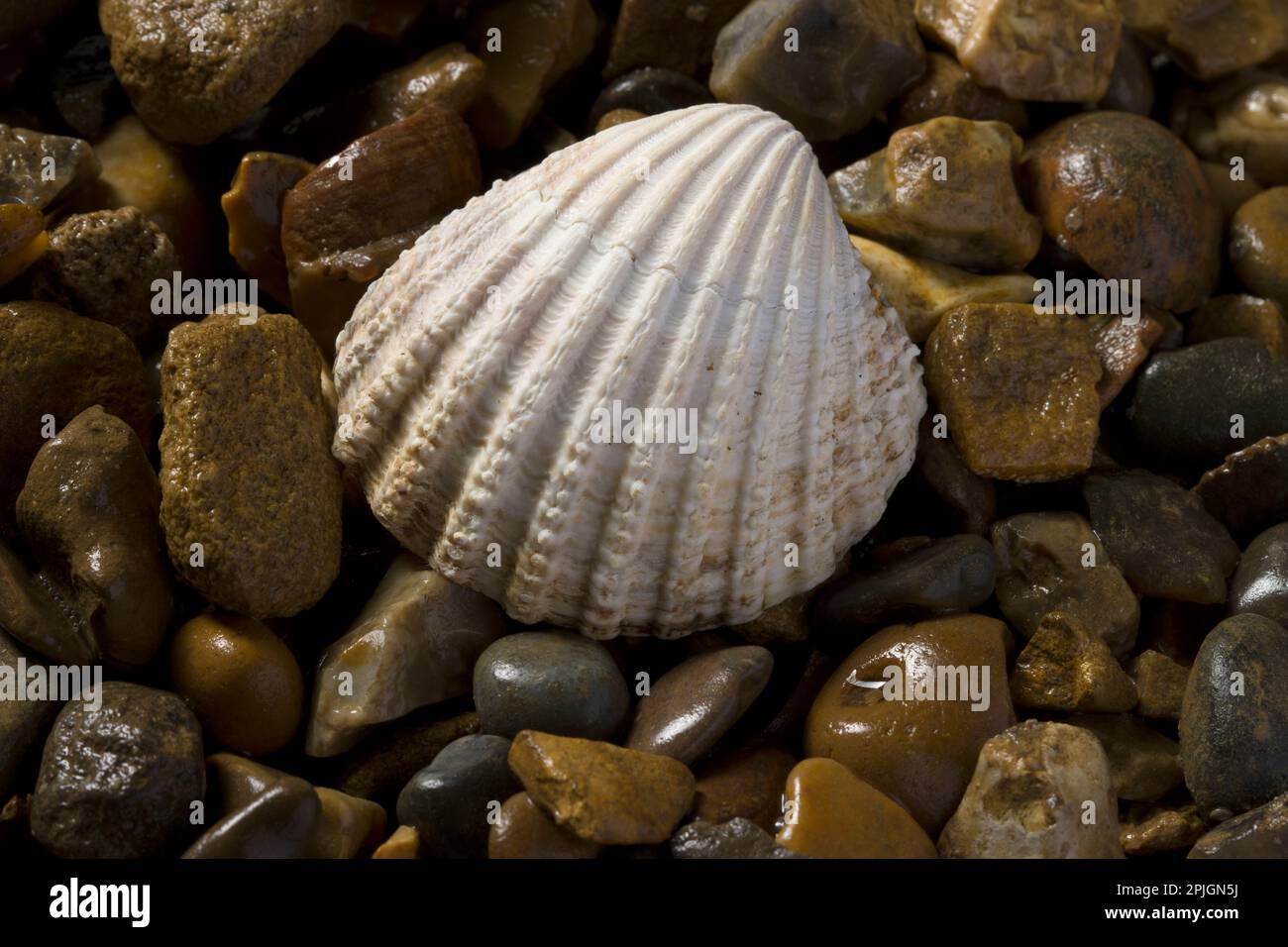 Cockle bivalve hi-res stock photography and images - Alamy