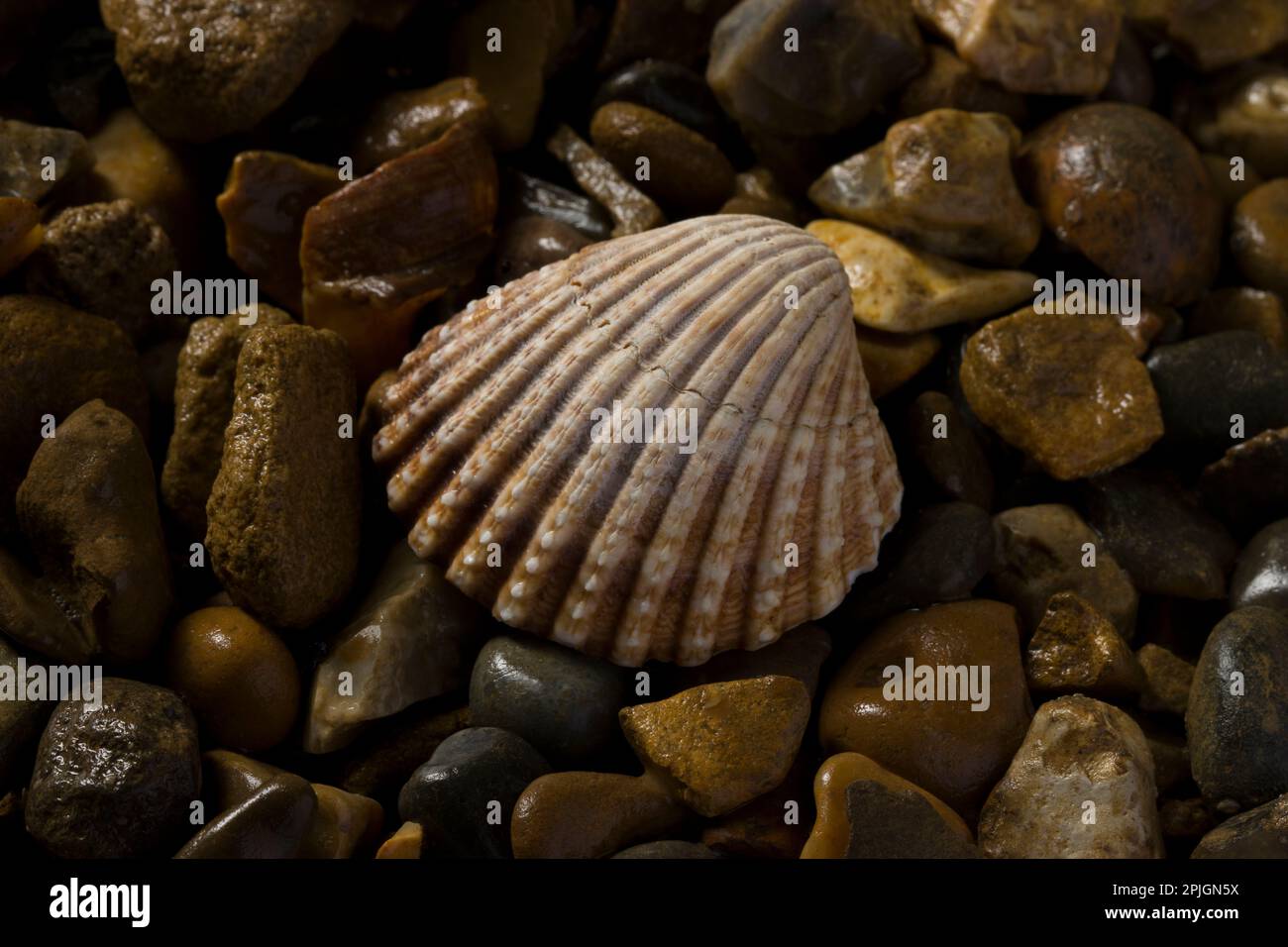 Cockle Sea Shell Stock Photo - Alamy