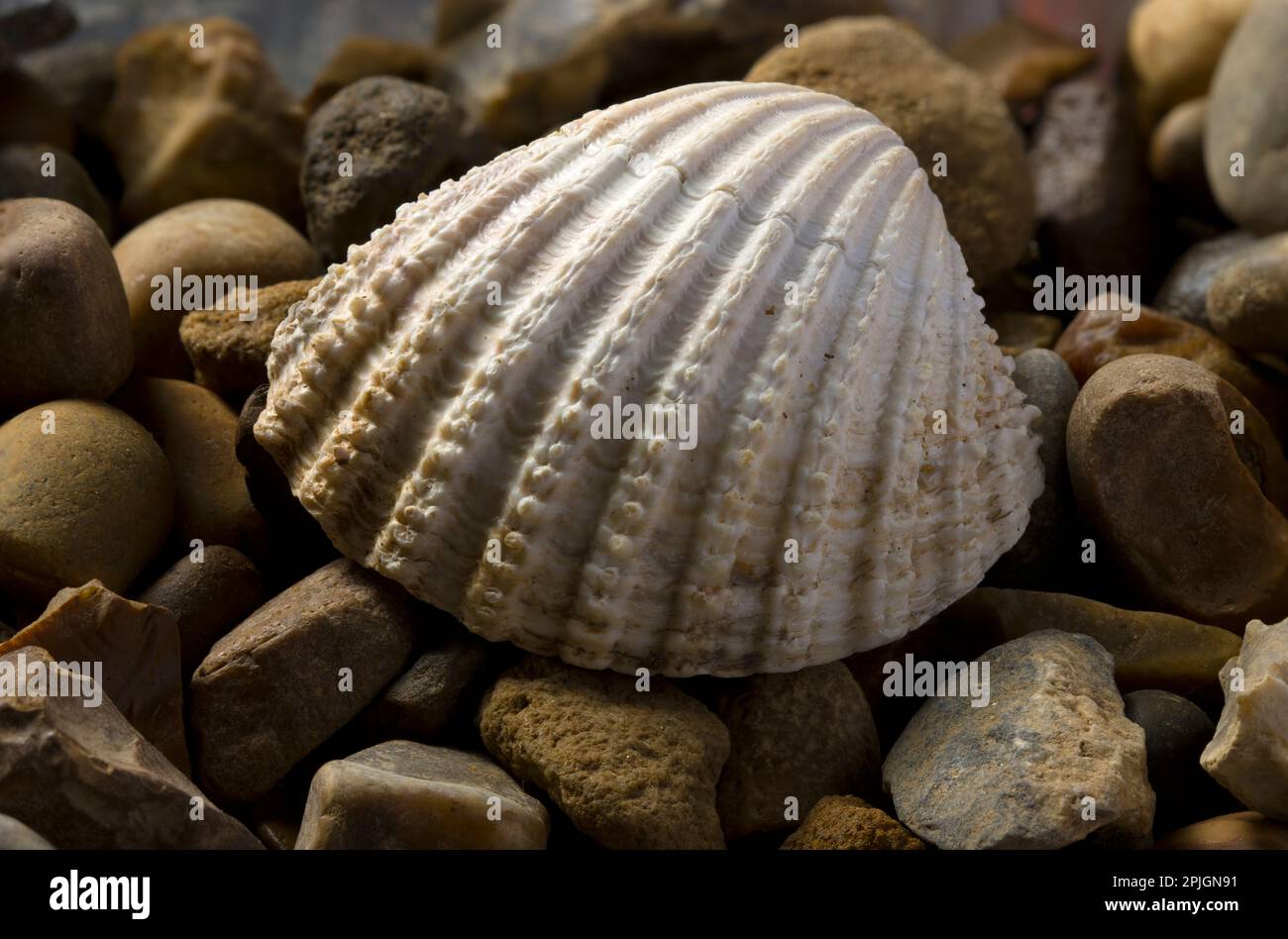 Cockle Sea Shell Stock Photo - Alamy