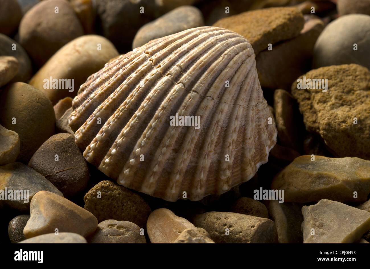 Cockle Sea Shell Stock Photo - Alamy