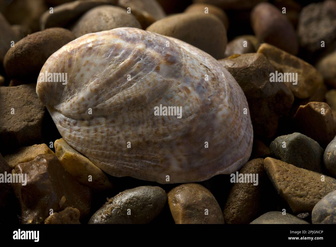 Slipper Limpet Shell Crepidula fornicata Stock Photo - Alamy