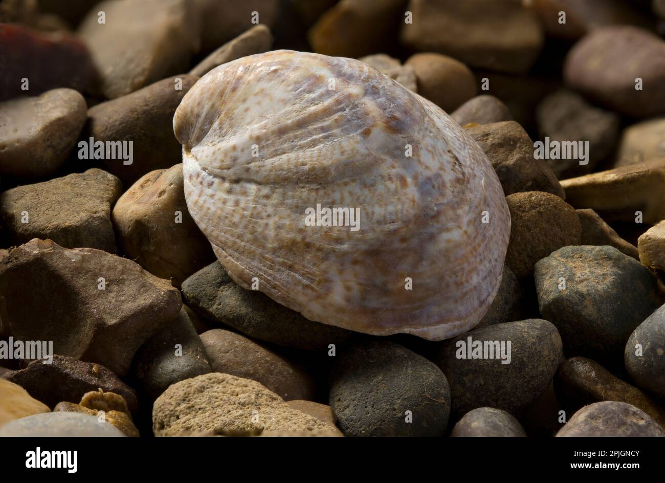 Slipper Limpet Shell Crepidula fornicata Stock Photo - Alamy