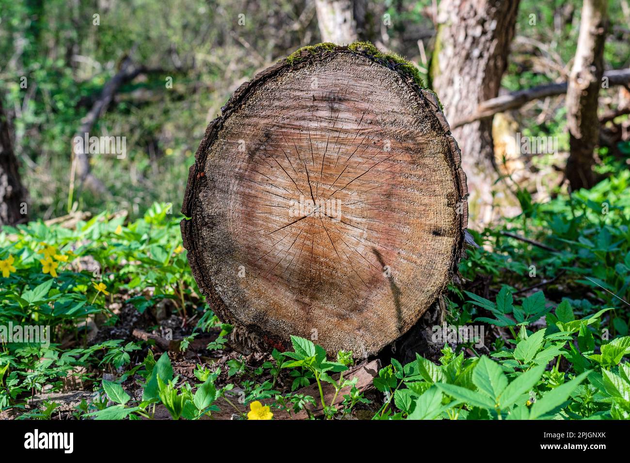 Cut tree trunk with circular cuts. Orange winter colors. Presence of ...