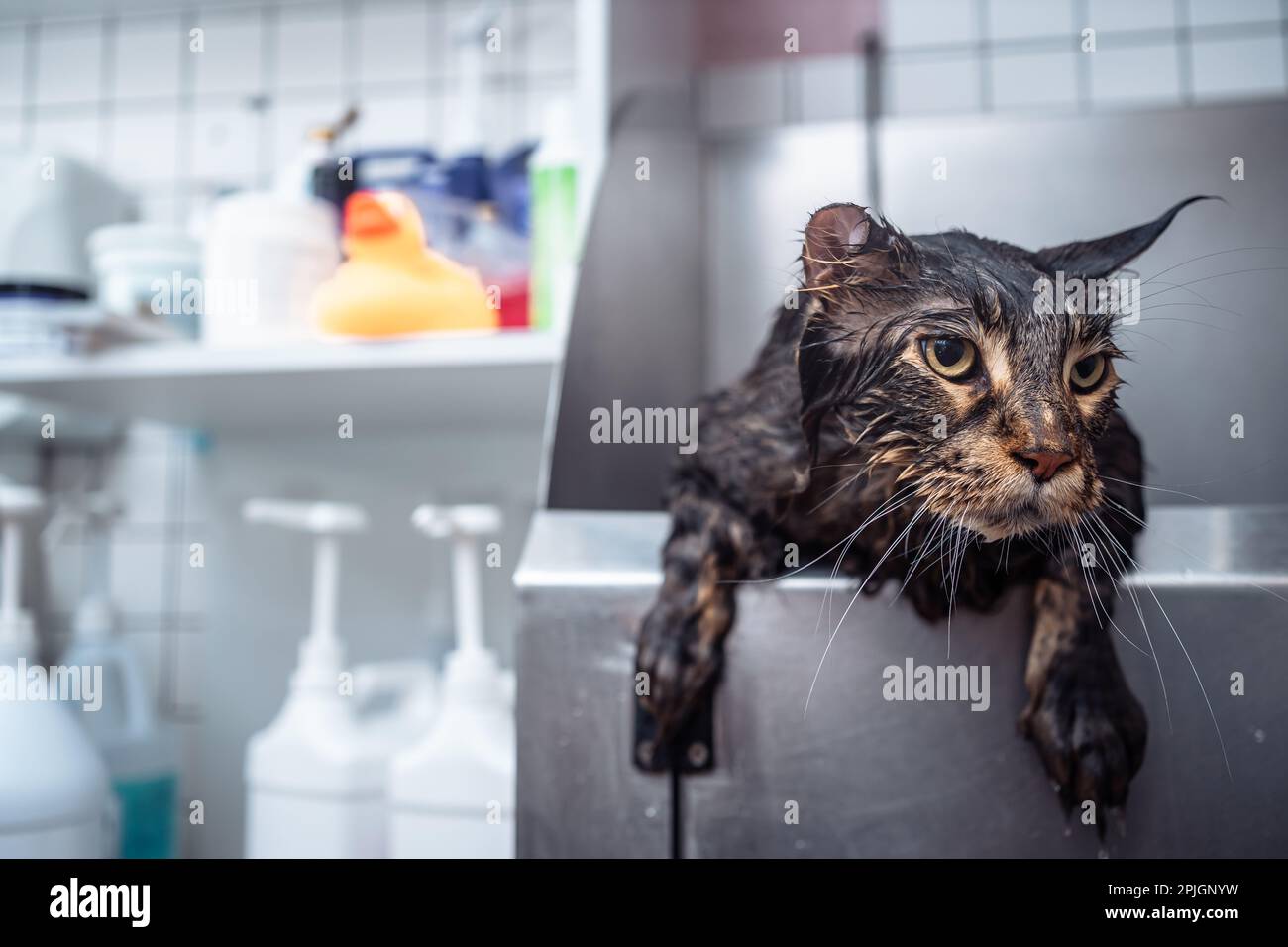 Angry Cat In Water