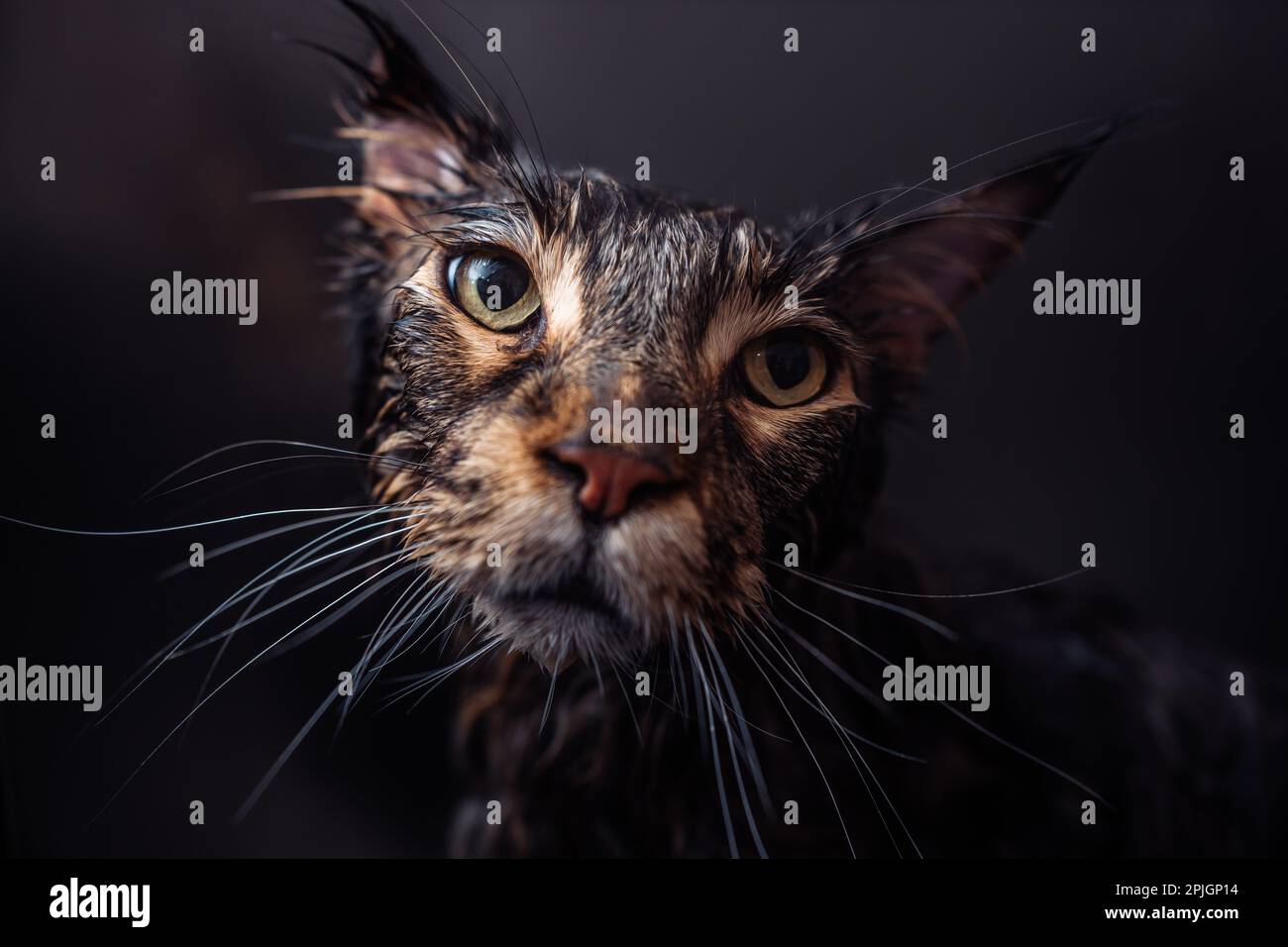 Washing an unhappy cat. The cat runs away from the water Stock Photo ...