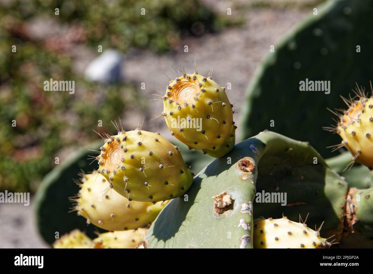 Photo of cactus fruit hi-res stock photography and images - Alamy
