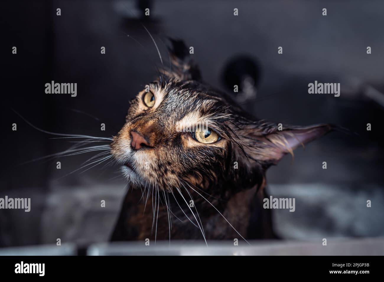 Unhappy wet cat hi-res stock photography and images - Alamy