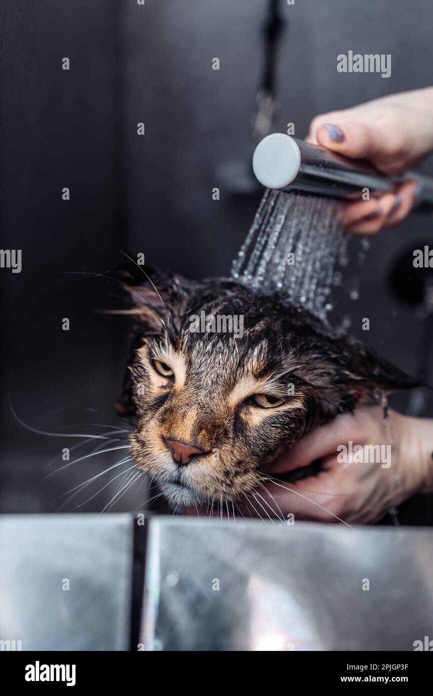Cat bath unhappy not tiger not lion hi-res stock photography and images ...