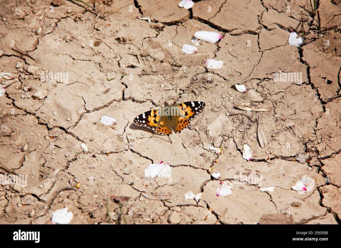 Natural dichotomy hi-res stock photography and images - Alamy