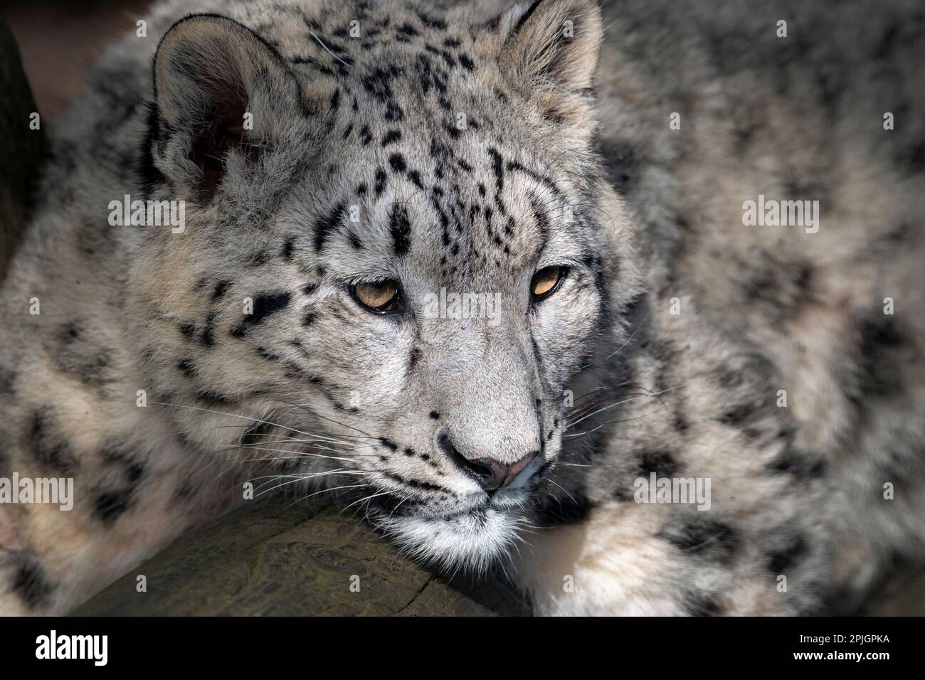 Female snow leopard (ten months old Stock Photo - Alamy