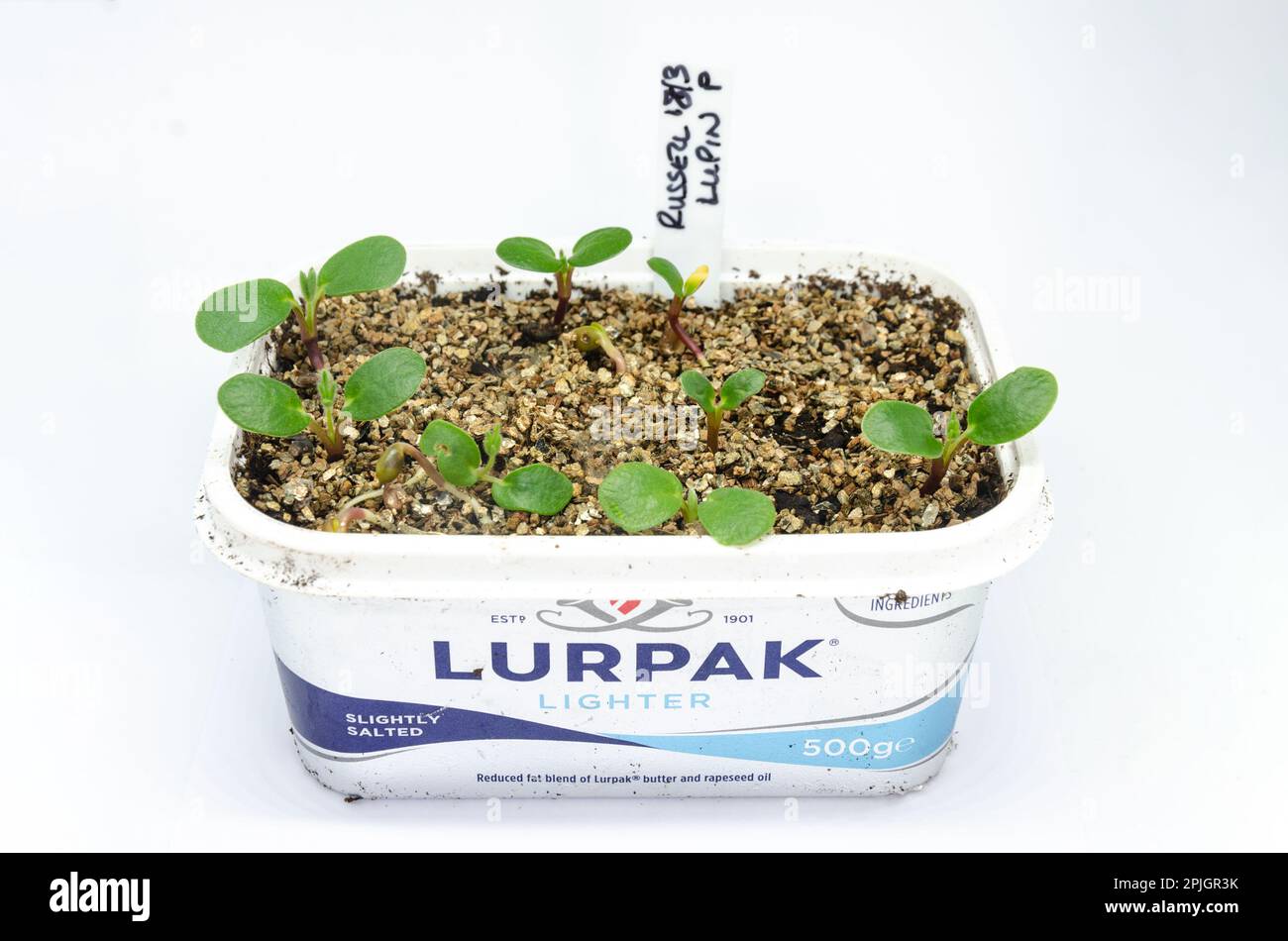 Seedlings growing in a recycled Lurpak butter tub isolated against a ...