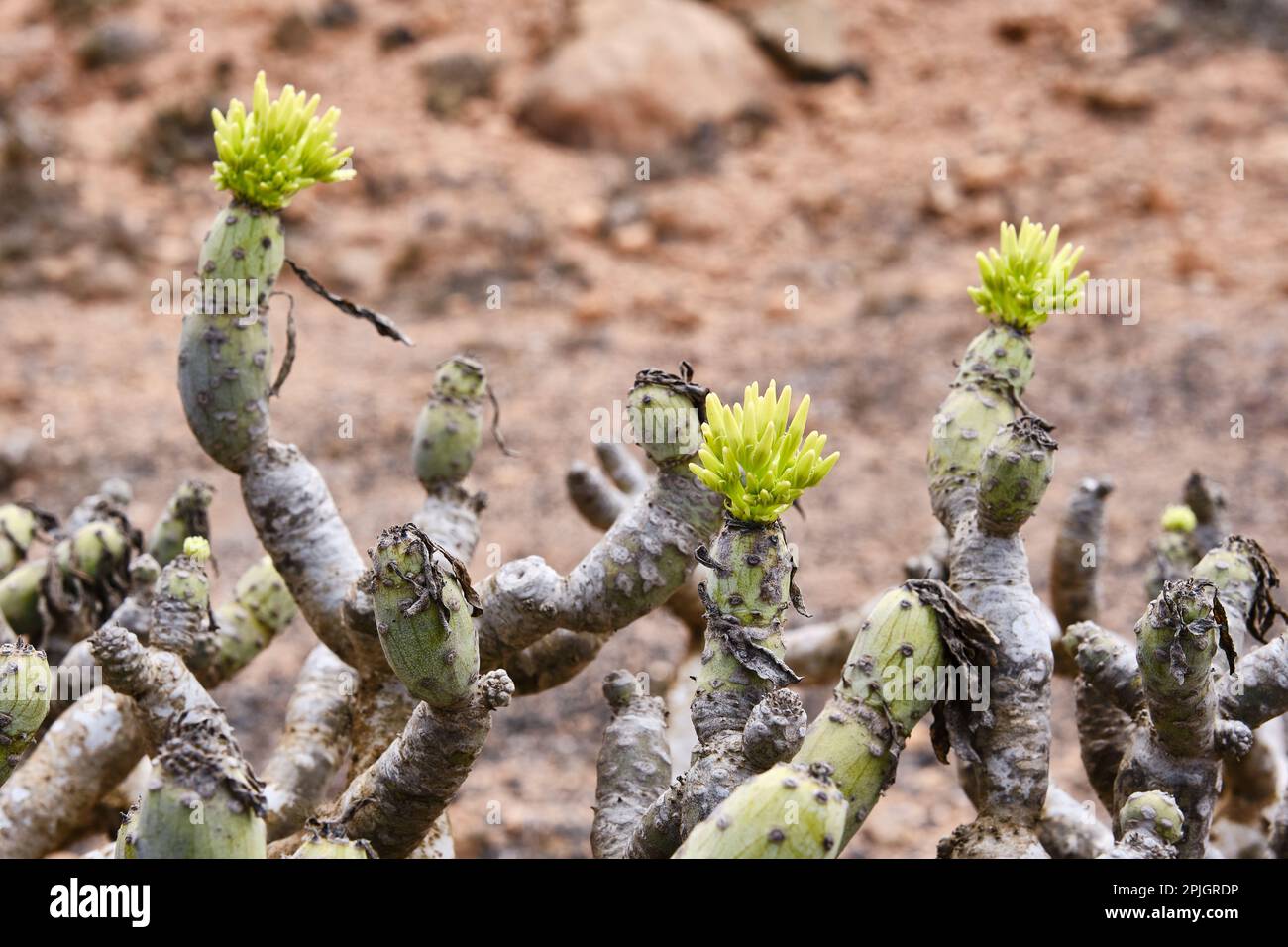 Close-up of the Euphorbia balsamifera shrub, sweet tabaiba, native to ...