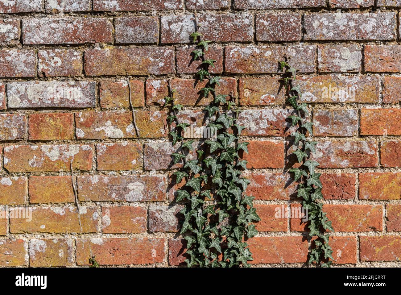 Ivy crawling up a wall Stock Photo - Alamy