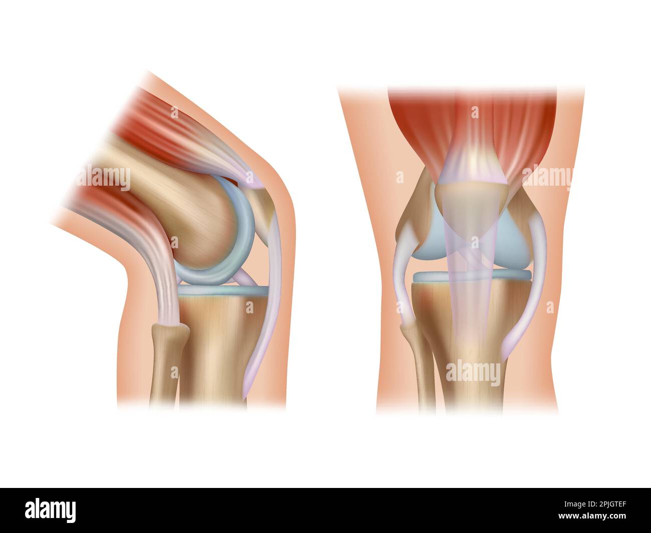 Knee anatomy. Realistic medical placard with side views of human healthy knee decent vector ...