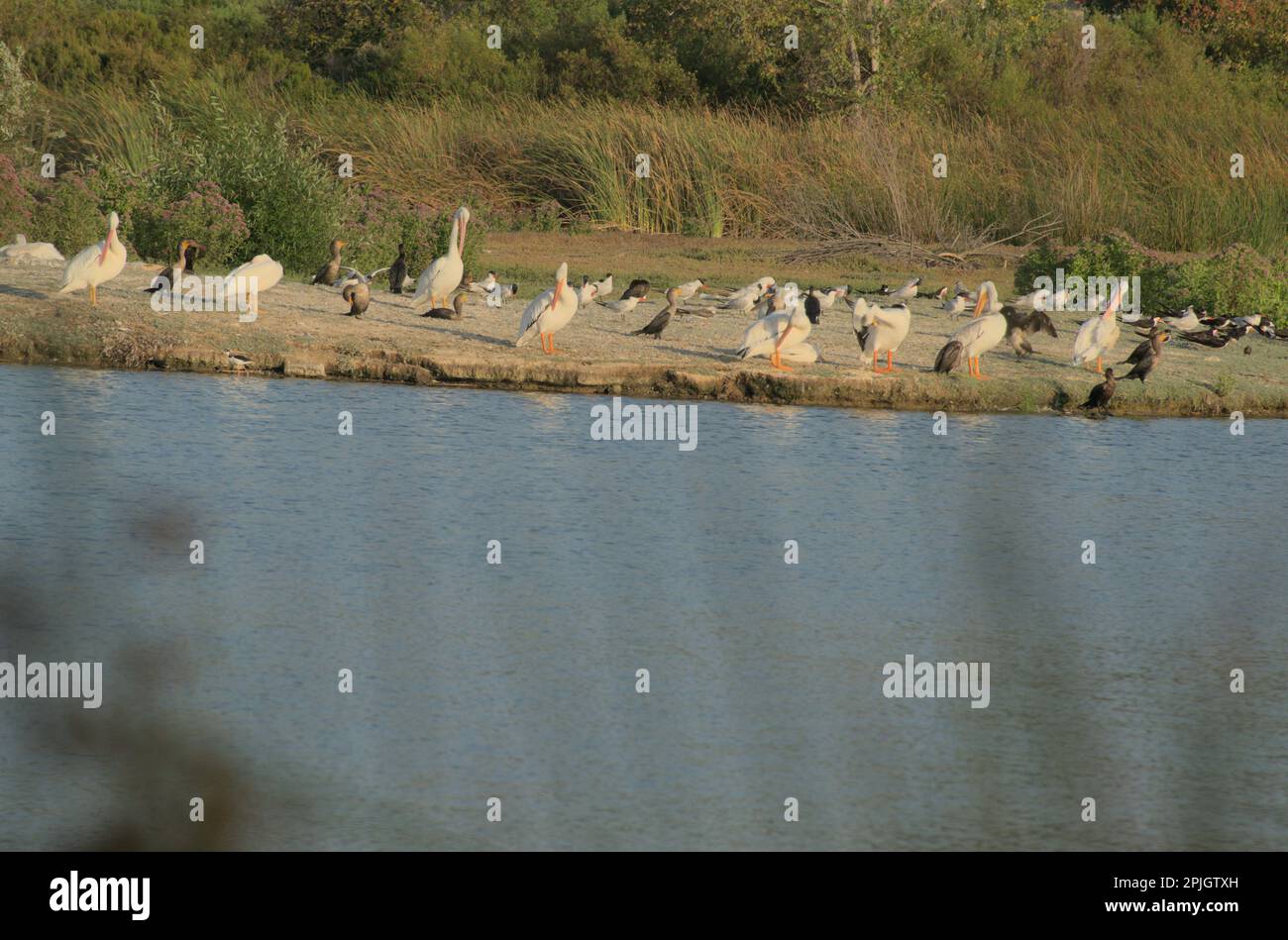Natural beauty of wild life in form of water fowl, pelicans and such ...