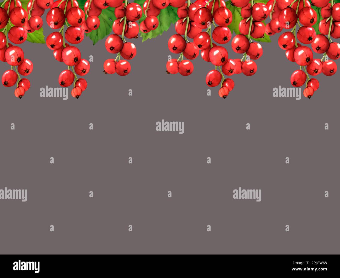 Watercolor border of red currant berries isolated on grey background ...