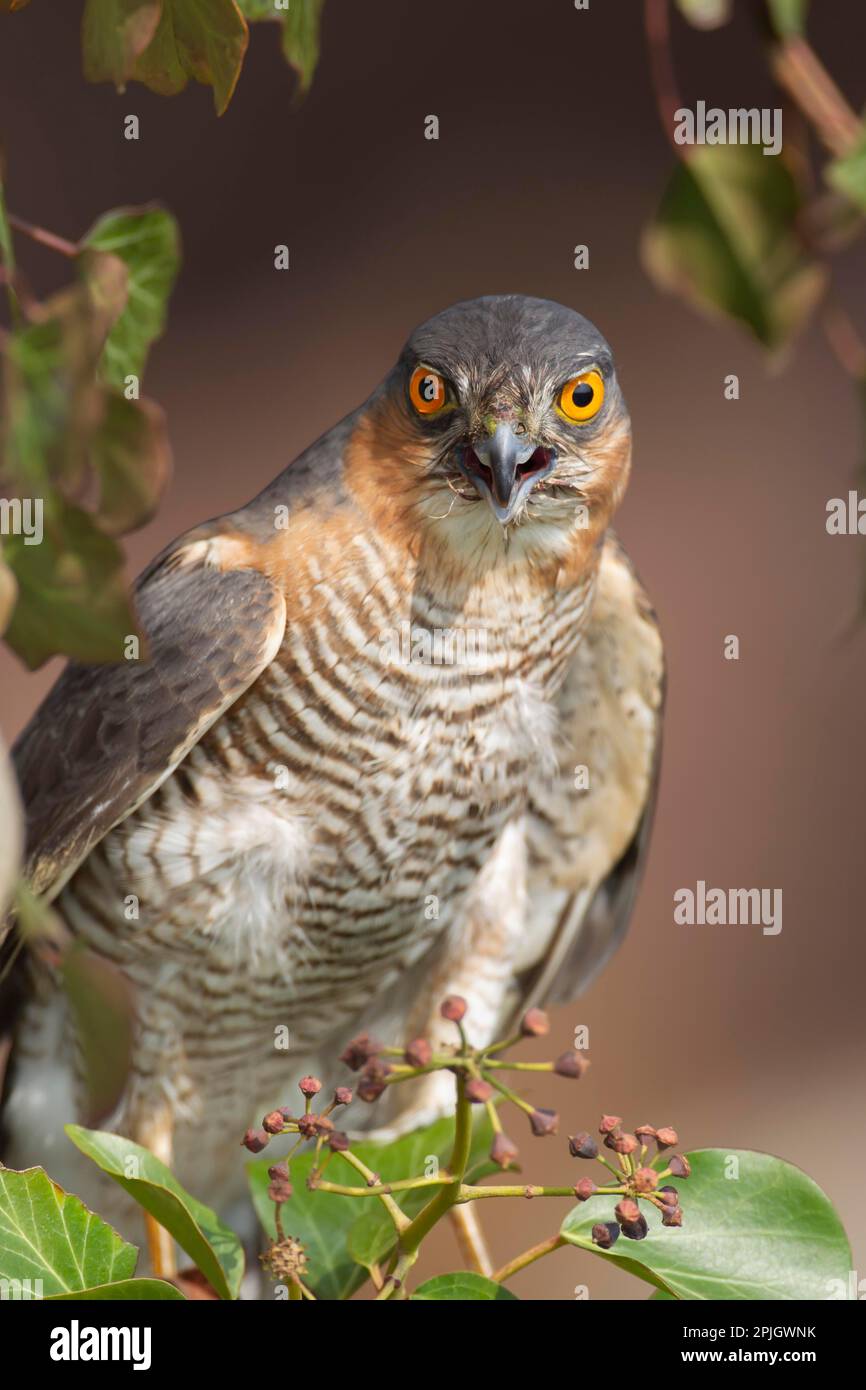 Sparrowhawk (Accipiter nisus) adult male bird animal portrait, England ...