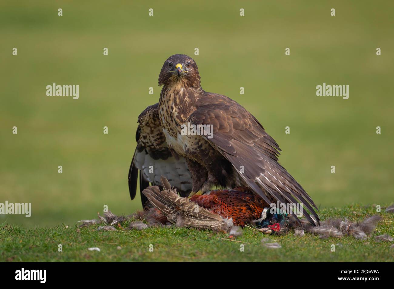 Common buzzard (Buteo buteo) adult bird mantling over a dead male ...