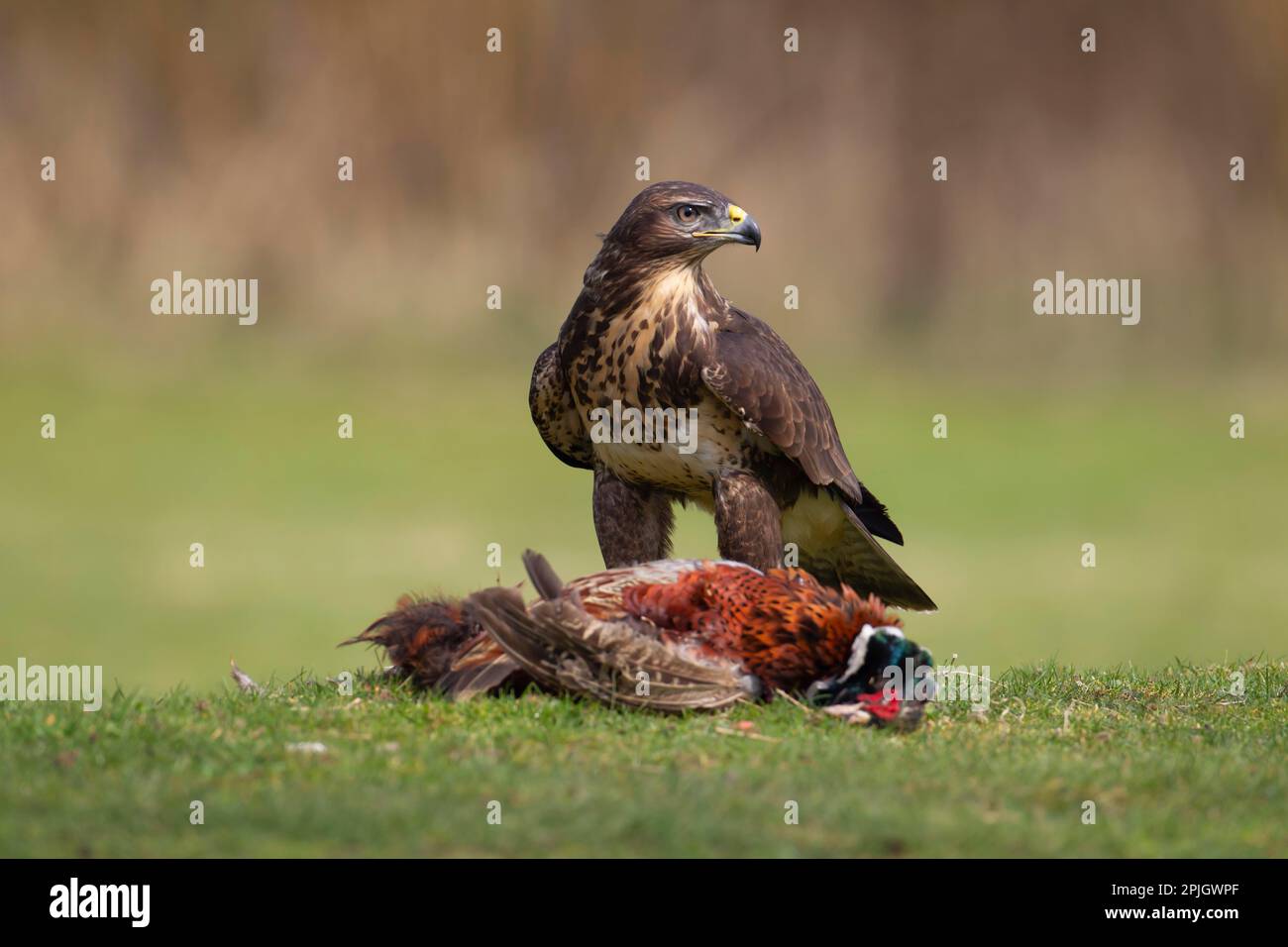 Common buzzard (Buteo buteo) adult bird standing over a dead male ...