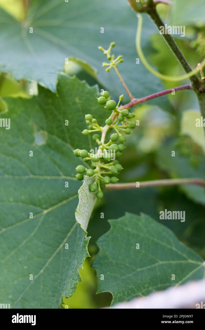 Small grape clusters hi-res stock photography and images - Alamy