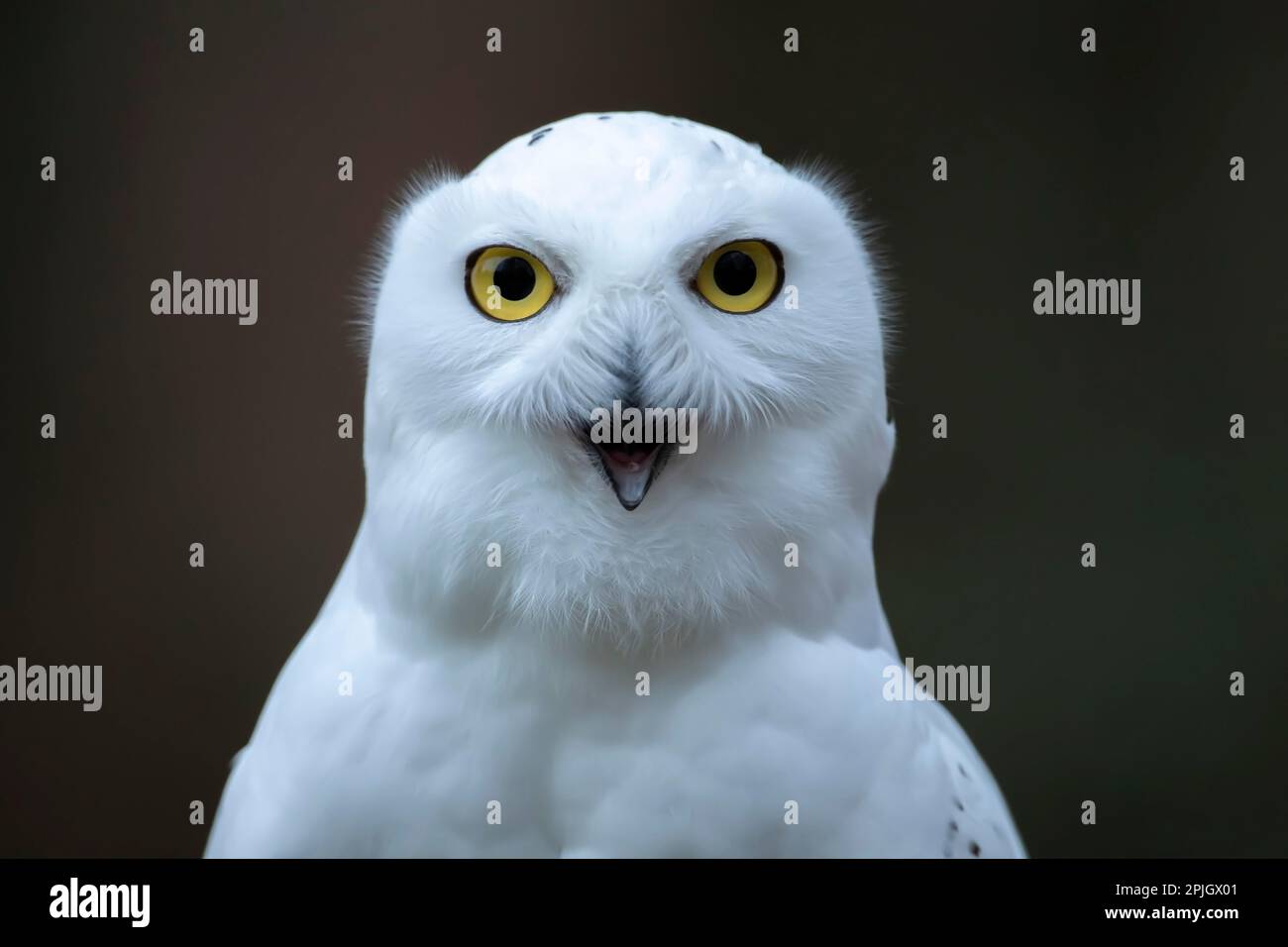 Adult Snowy Owl