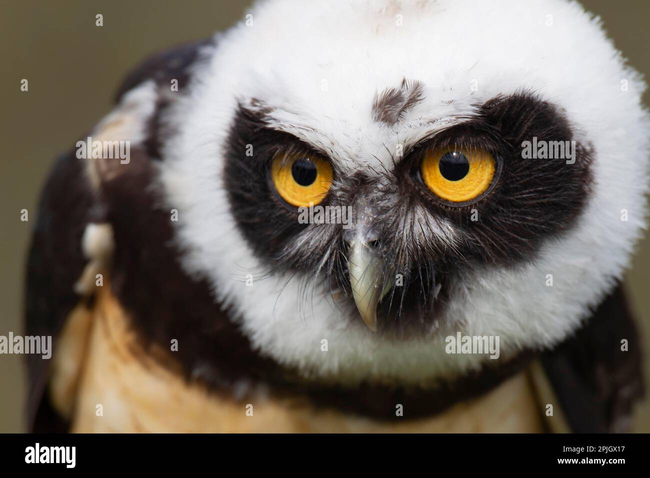 Portrait captive spectacled owl hi-res stock photography and images - Alamy