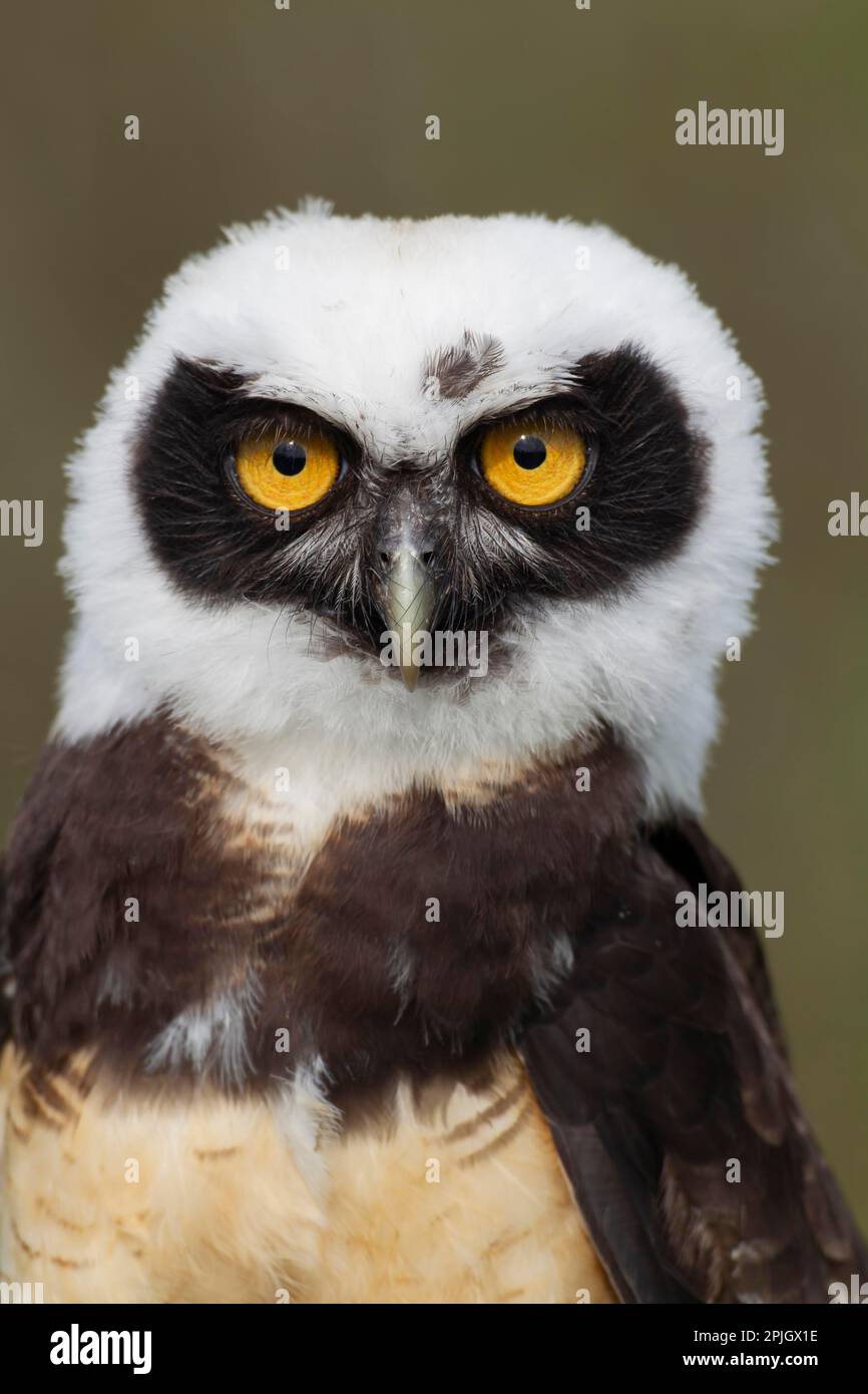 Portrait captive spectacled owl hi-res stock photography and images - Alamy