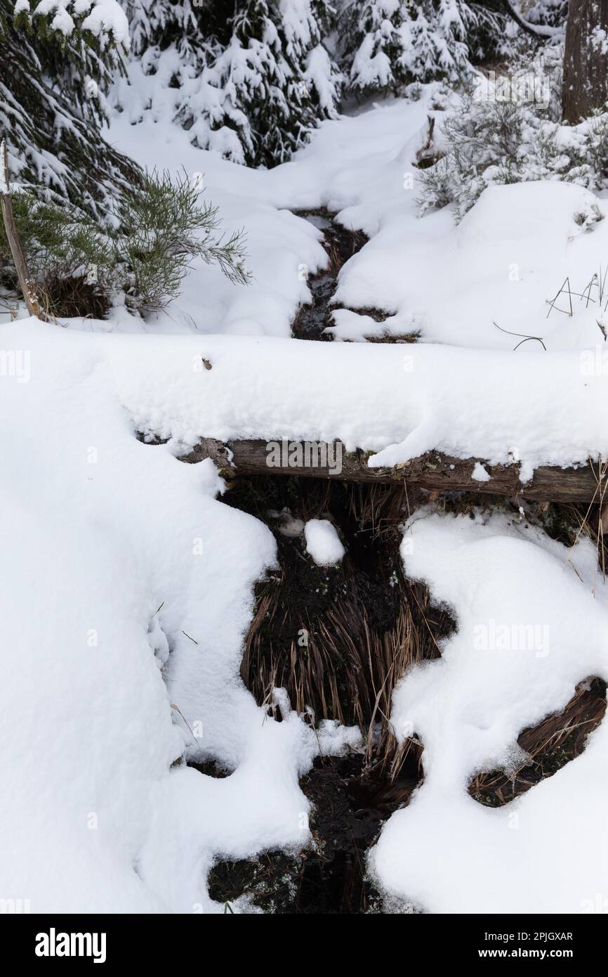 Forest rivulet hi-res stock photography and images - Alamy