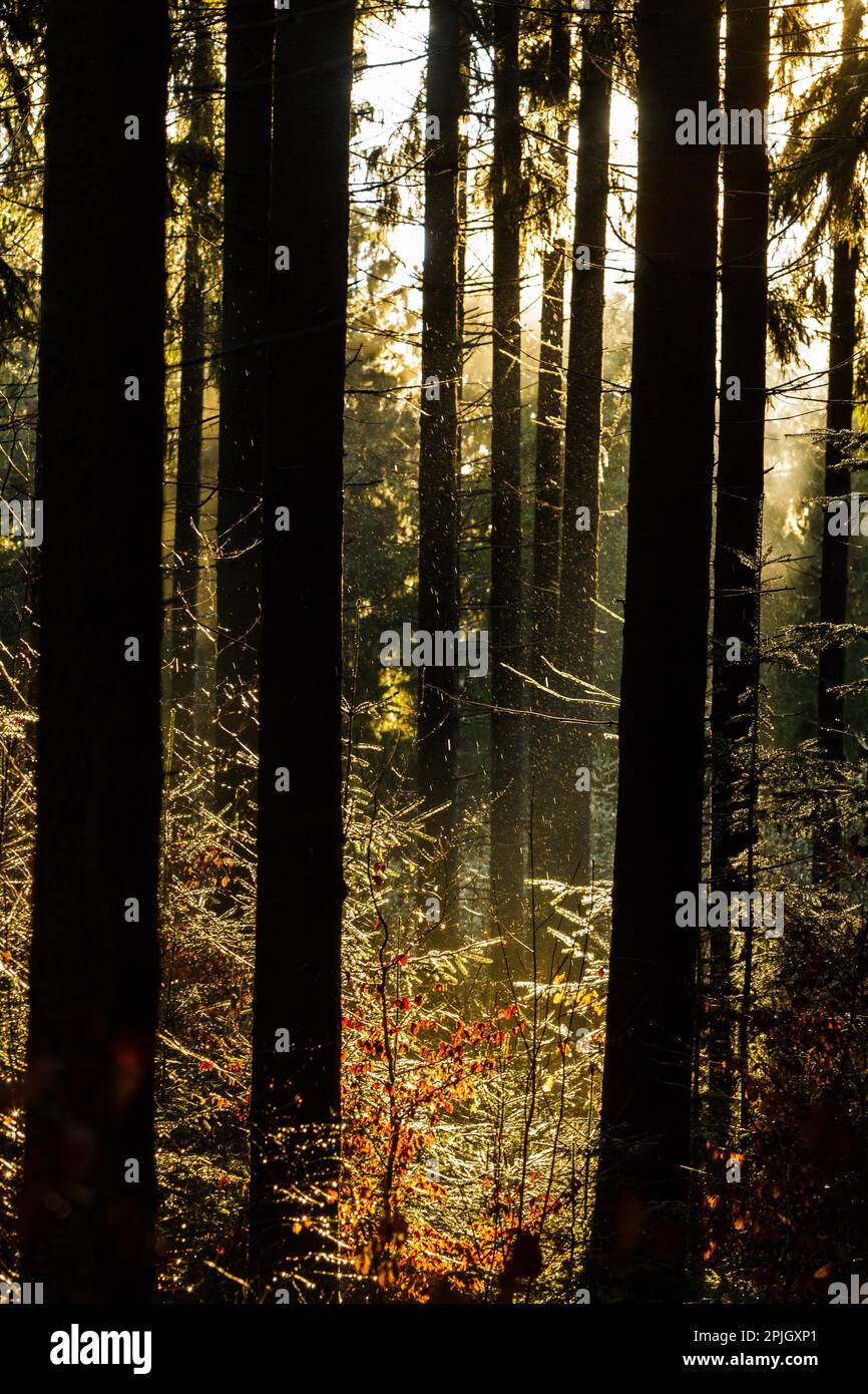 Sun drenched forest hi-res stock photography and images - Alamy
