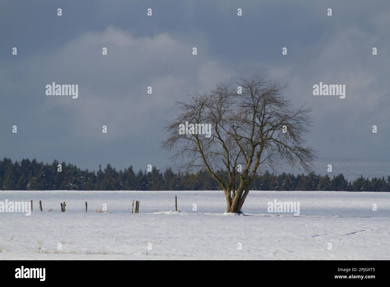 Winter Landscape Harz Free Standing Tree Stock Photo - Alamy