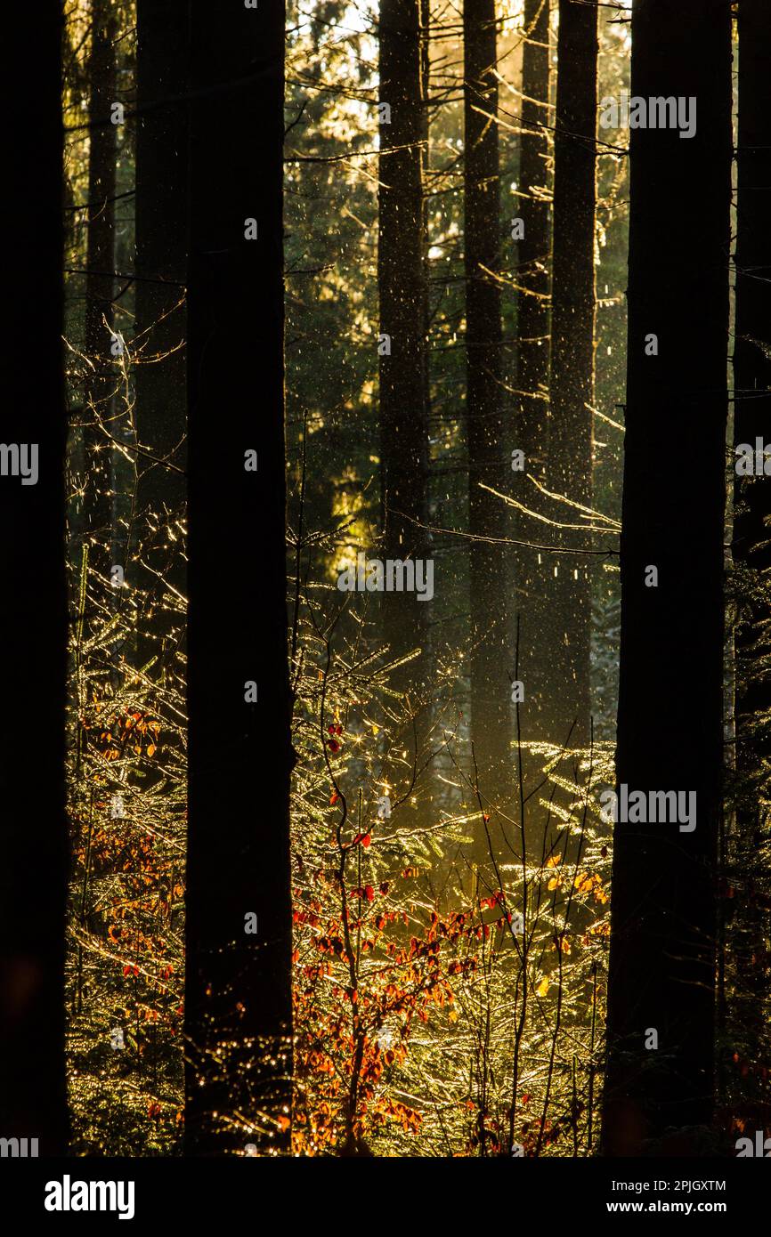 Sun drenched forest hi-res stock photography and images - Alamy