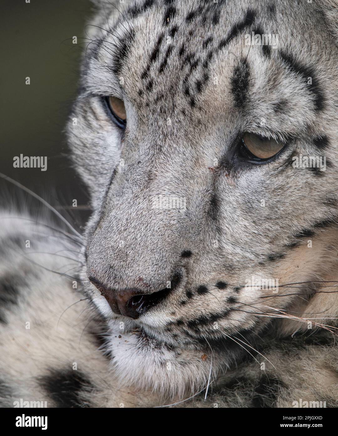 Face leopard hi-res stock photography and images - Alamy