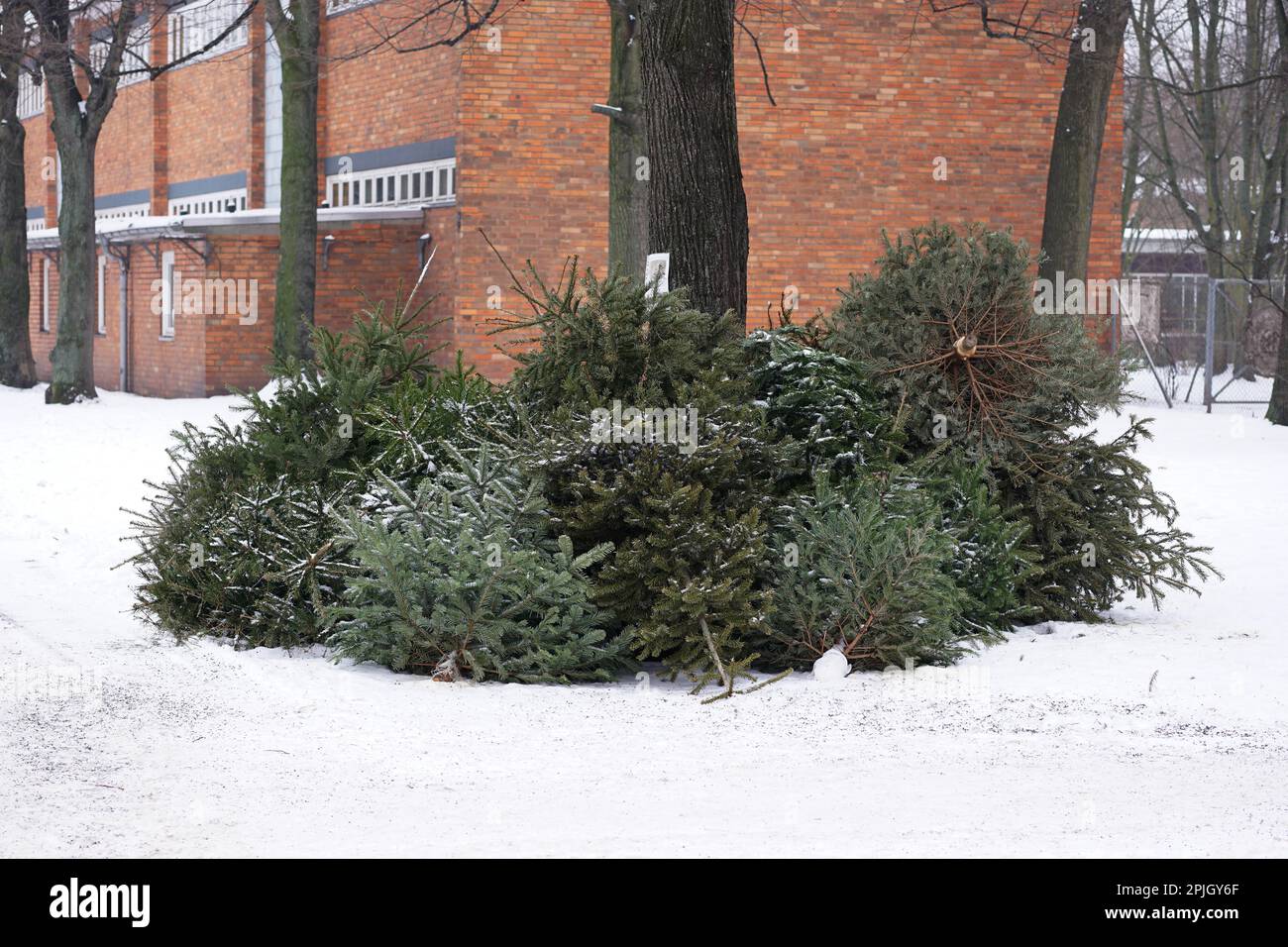 discarded christmas trees piled on street corner for garbage collection ...